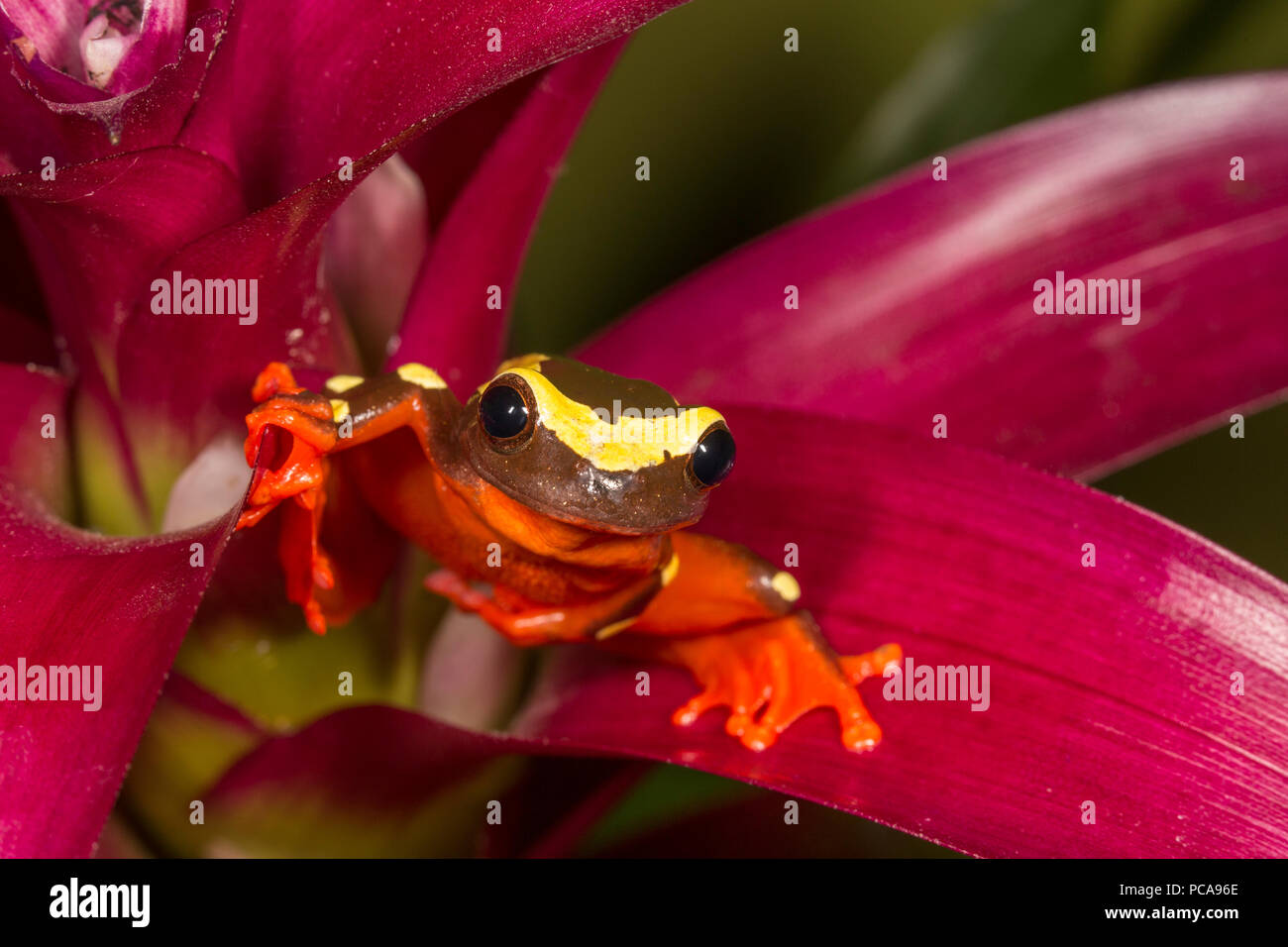 Clown tree frog (Hyla leucophyllata) on red gerber daisy flower Stock ...