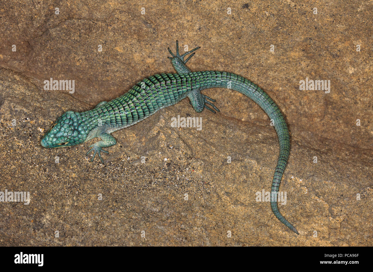 Blue Alligator Lizard