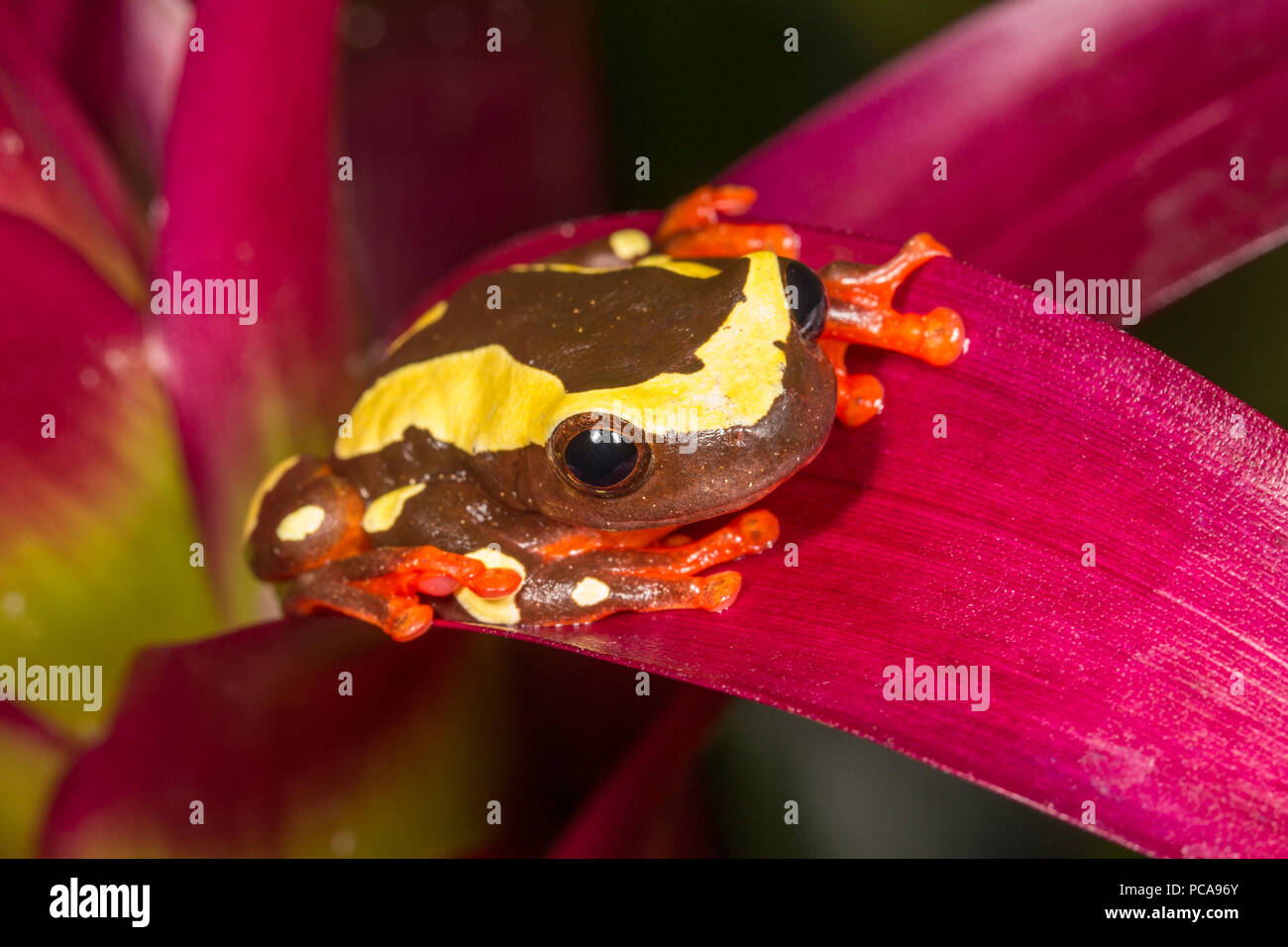 Clown tree frog (Hyla leucophyllata) on red gerber daisy flower Stock ...