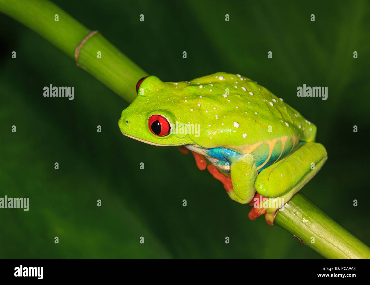 Red-eyed tree frog (Agalychnis callidryas Stock Photo - Alamy