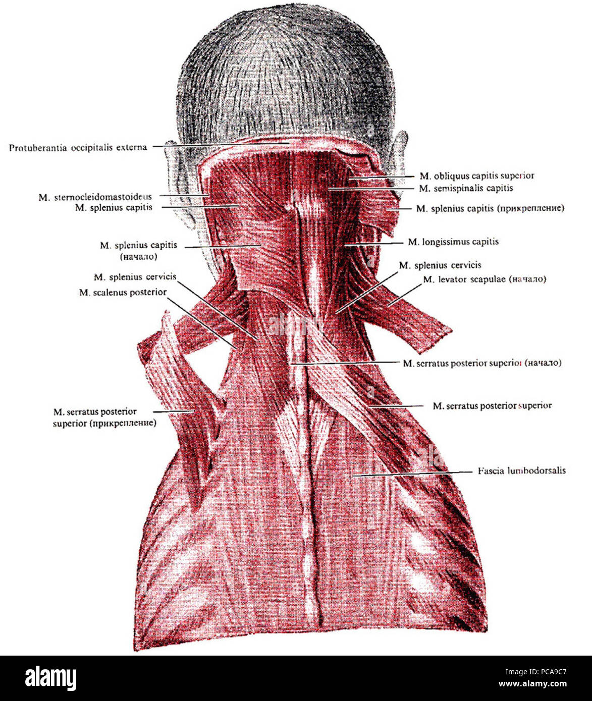Serratus posterior hi-res stock photography and images - Alamy