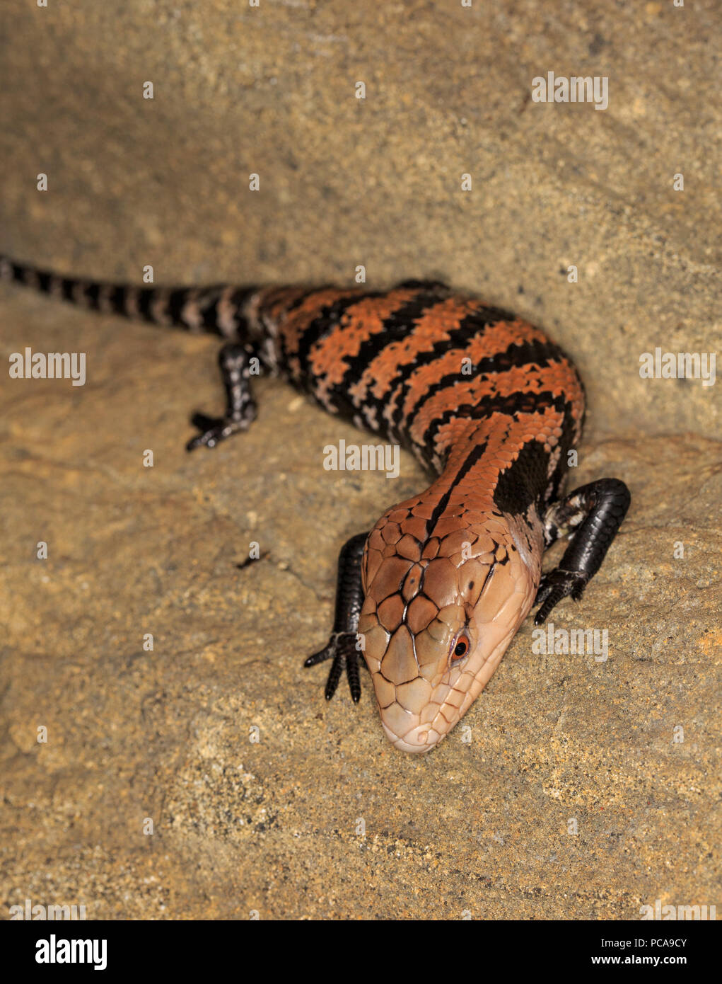 Halmahera hi-res stock photography and images - Alamy