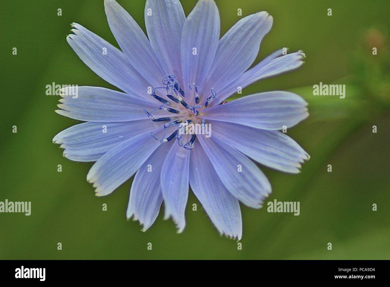 Close up photo of a bright blue flower hi-res stock photography and ...