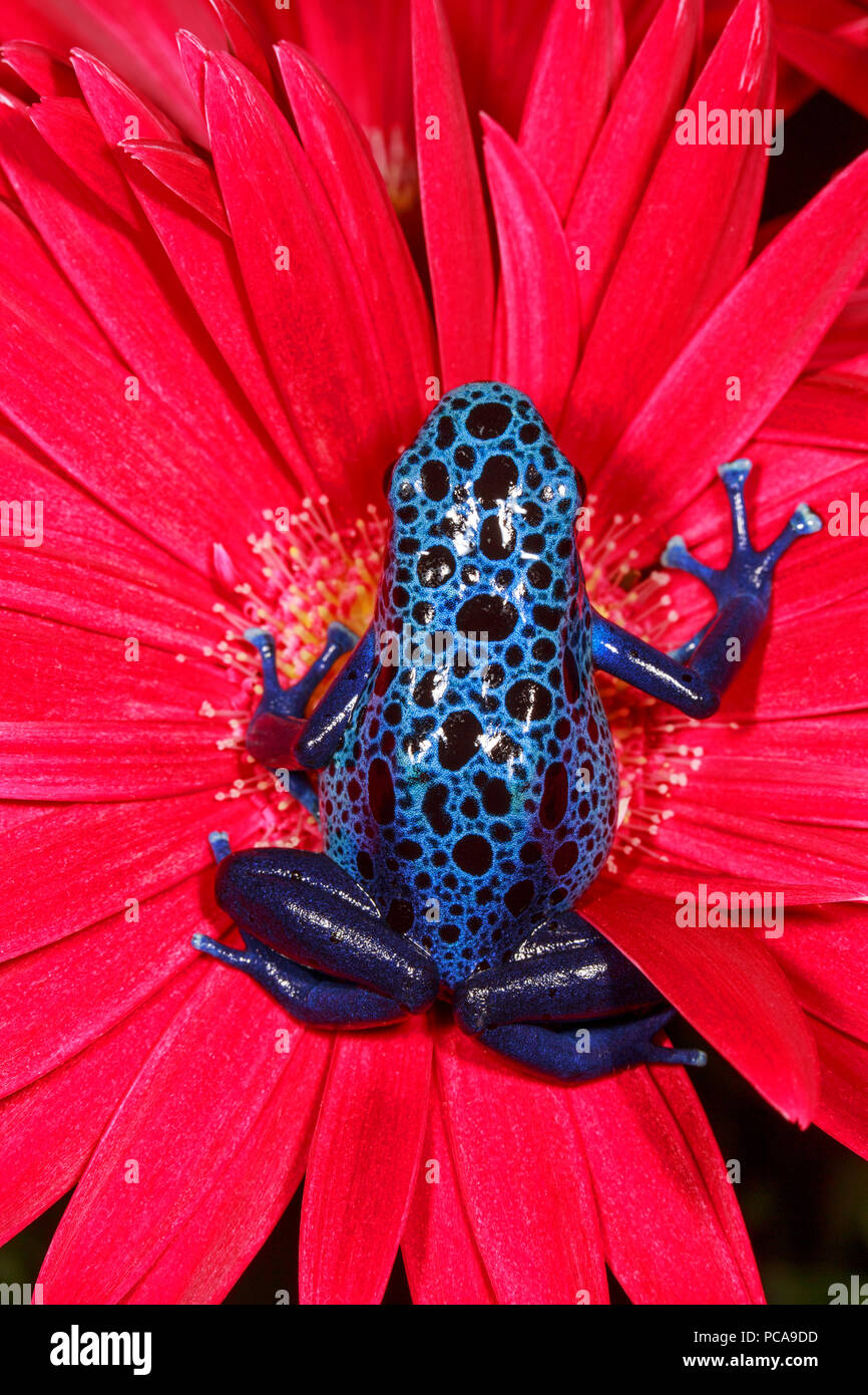 Blue azureus tinctorius dart frog (Dendrobates tinctorius) on a flower ...