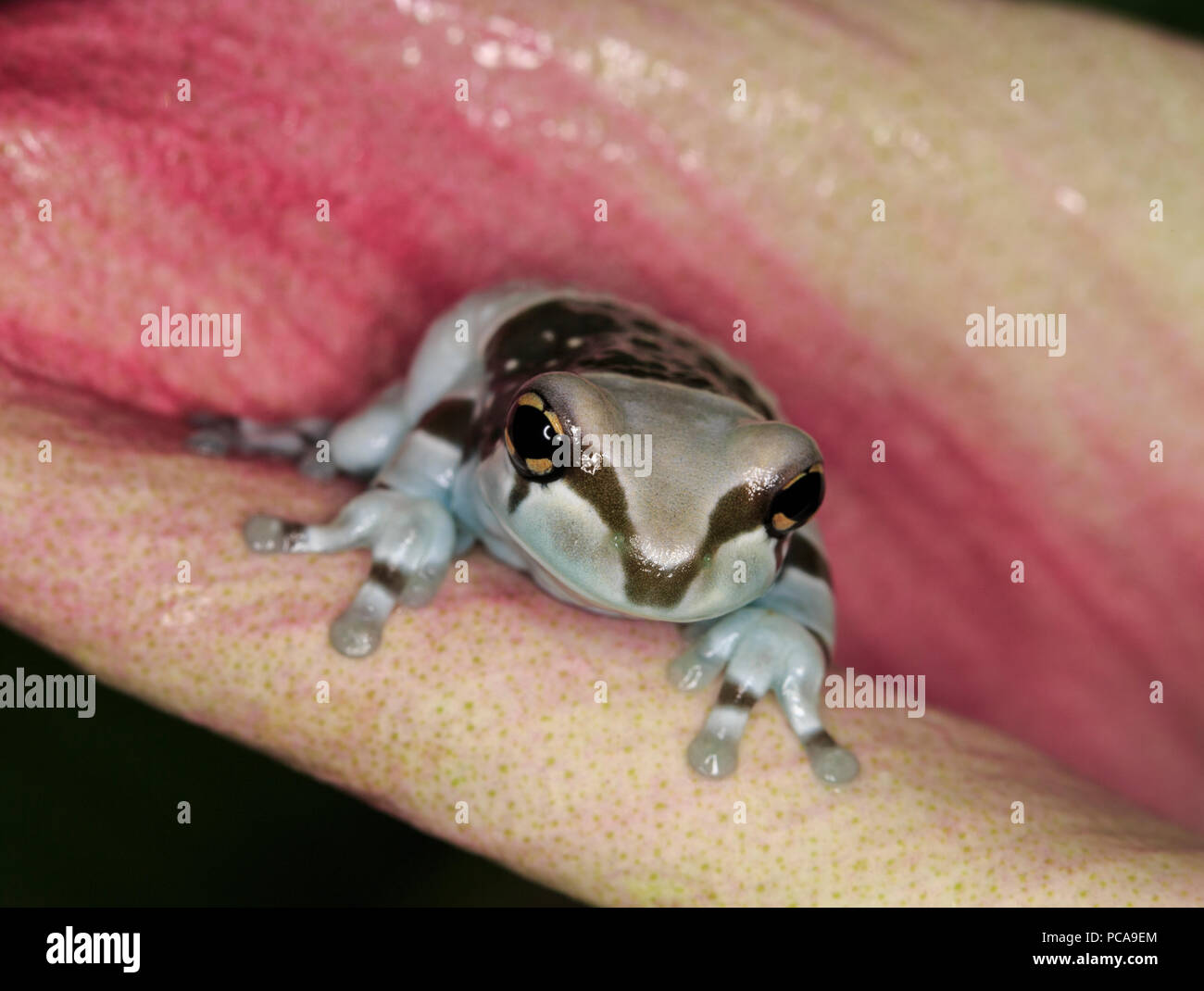 Amazon Milk Frogs High Resolution Stock Photography and Images - Alamy