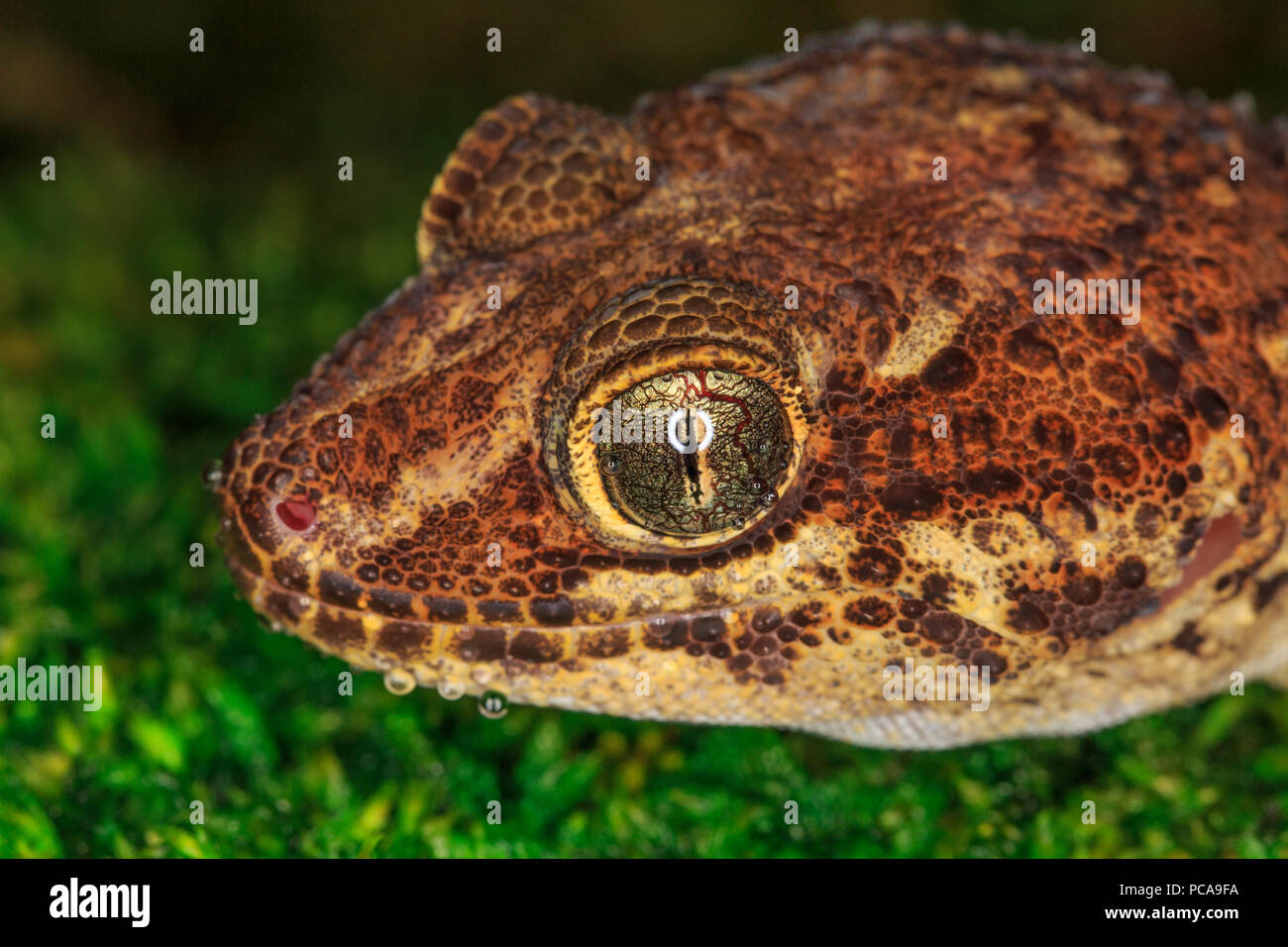 Ocelot head hi-res stock photography and images - Alamy