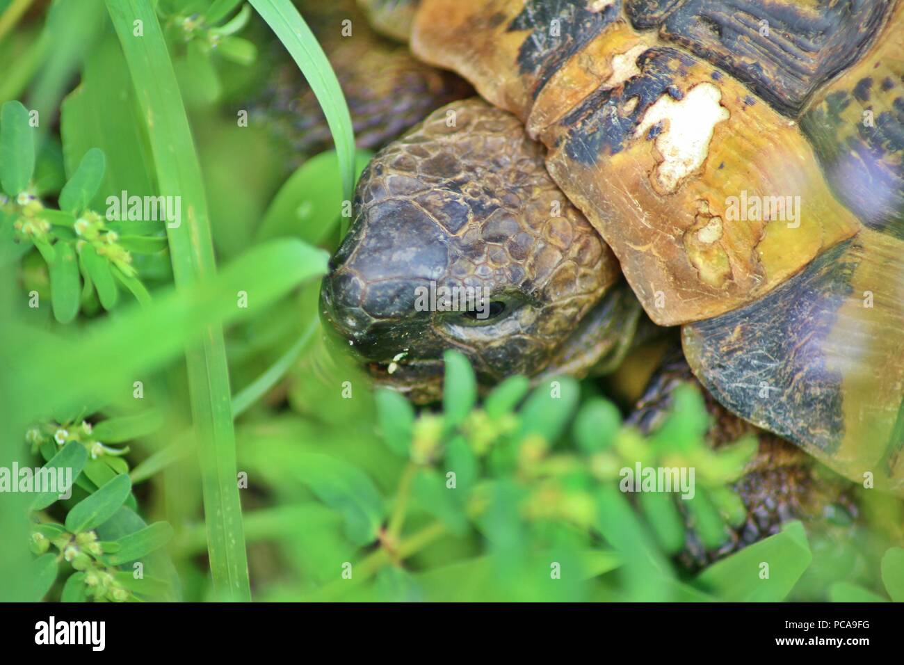 A close-up photo of a turtle walking on the ground Stock Photo - Alamy