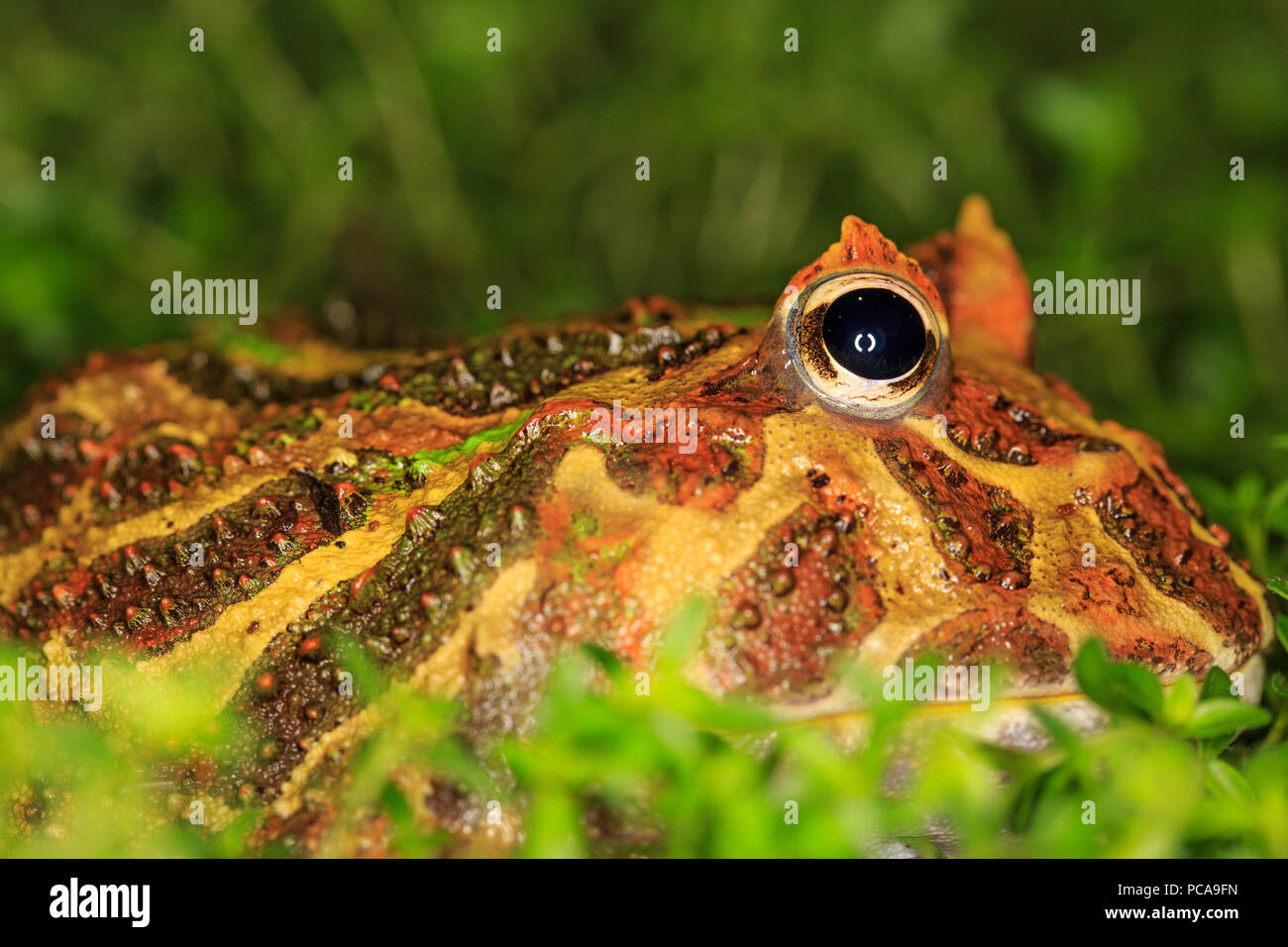 Horned Frog High Resolution Stock Photography and Images - Alamy