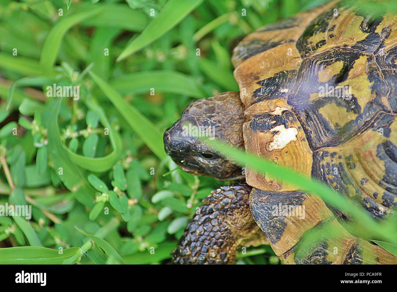 A close-up photo of a turtle walking on the ground Stock Photo - Alamy