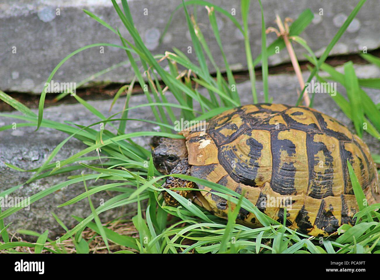 Yellow tortoise walking on hi-res stock photography and images - Alamy