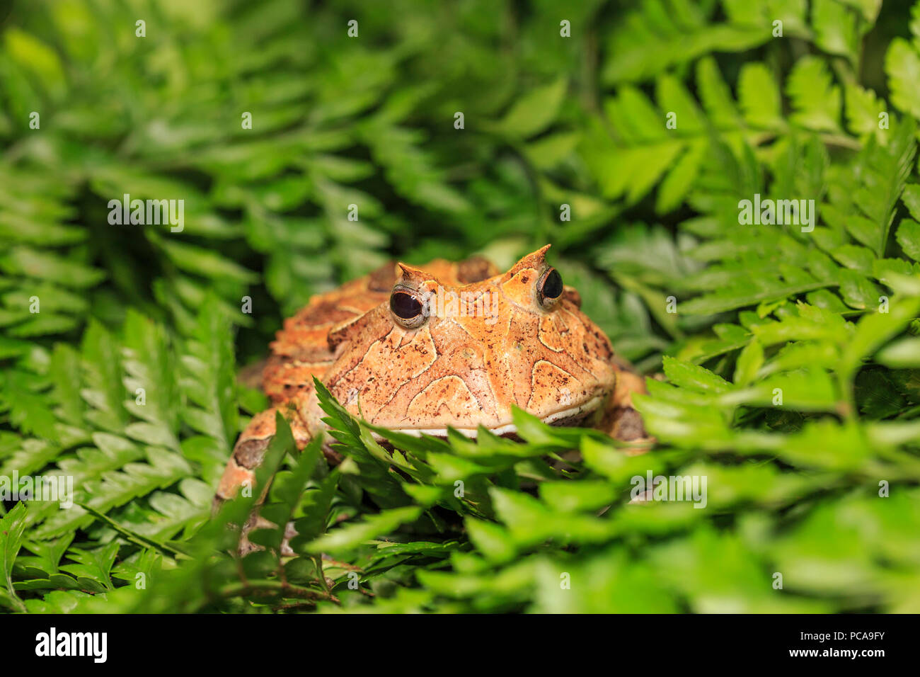 Suriname horned frog (Ceratophrys cornuta Stock Photo - Alamy