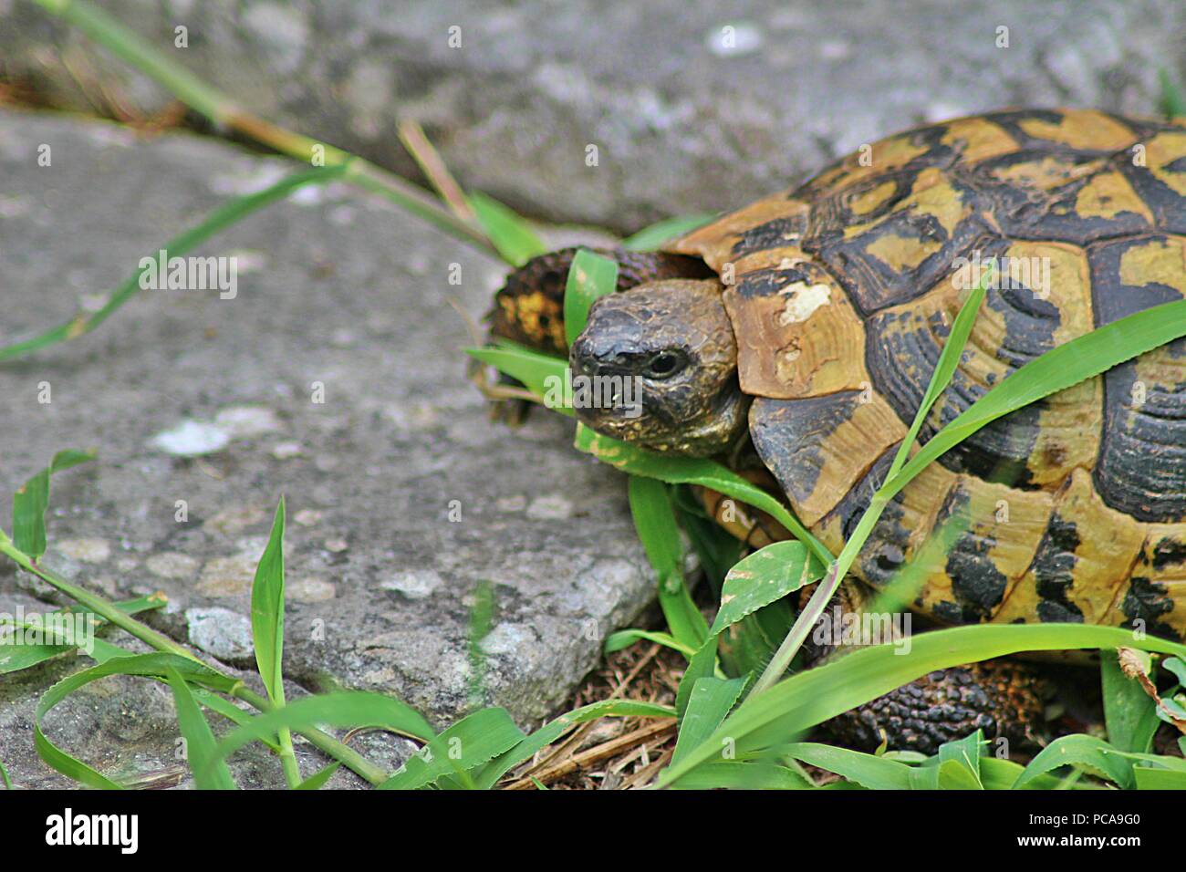 A close-up photo of a turtle walking on the ground Stock Photo - Alamy