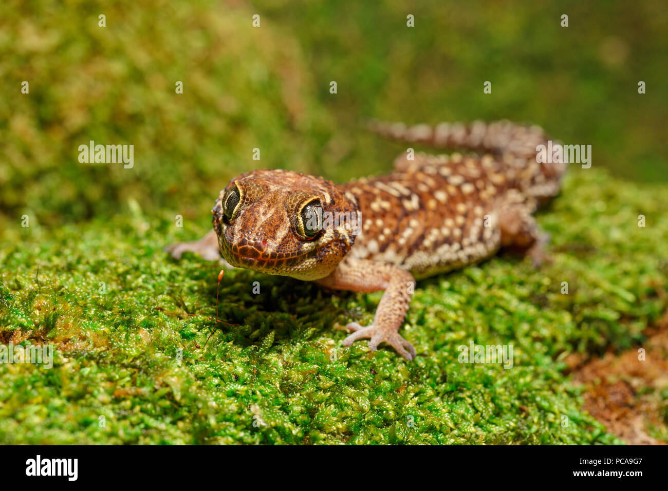 Panther gecko (Paroedura pictus Stock Photo - Alamy
