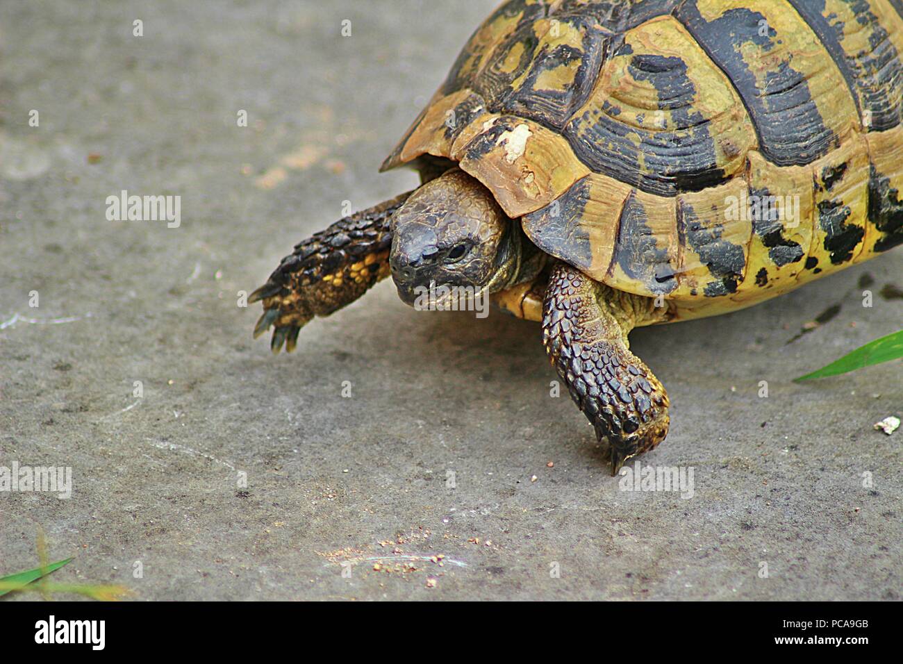 A close-up photo of a turtle walking on the ground Stock Photo - Alamy