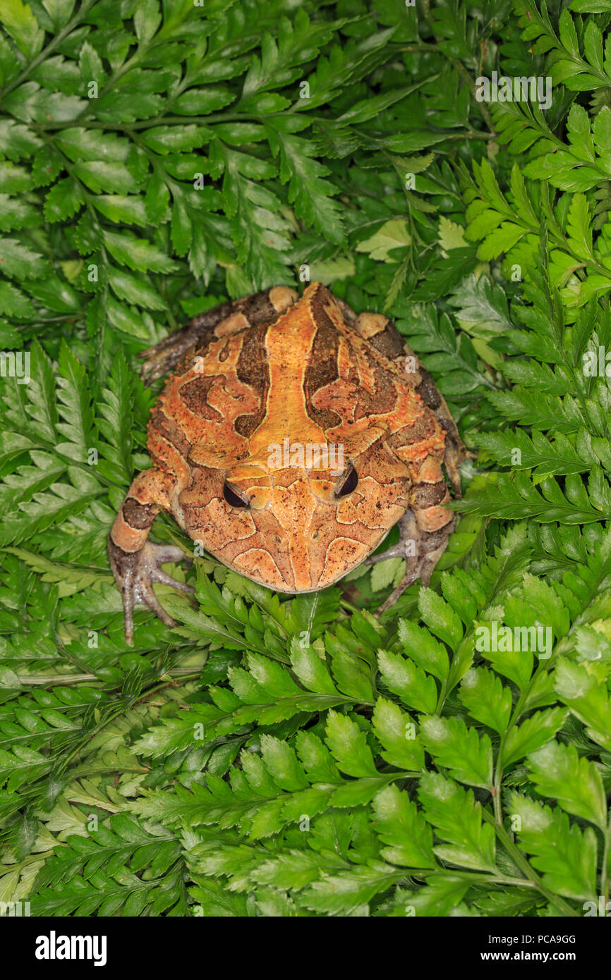 Suriname horned frog (Ceratophrys cornuta Stock Photo - Alamy