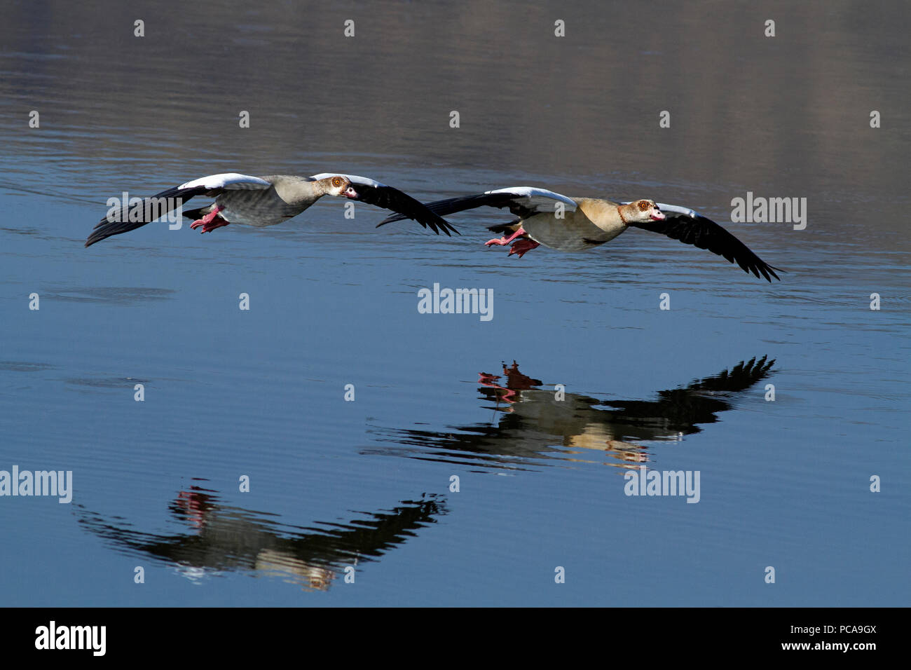 Egyptian Geese in flight Stock Photo - Alamy