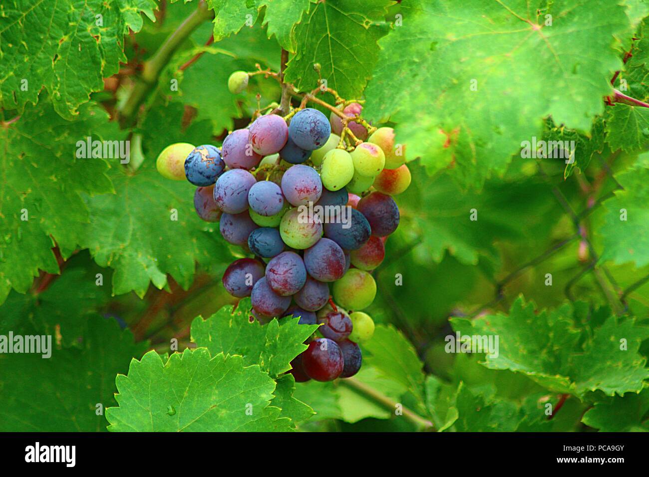 Grapes in a vineyard close-up photo Stock Photo - Alamy