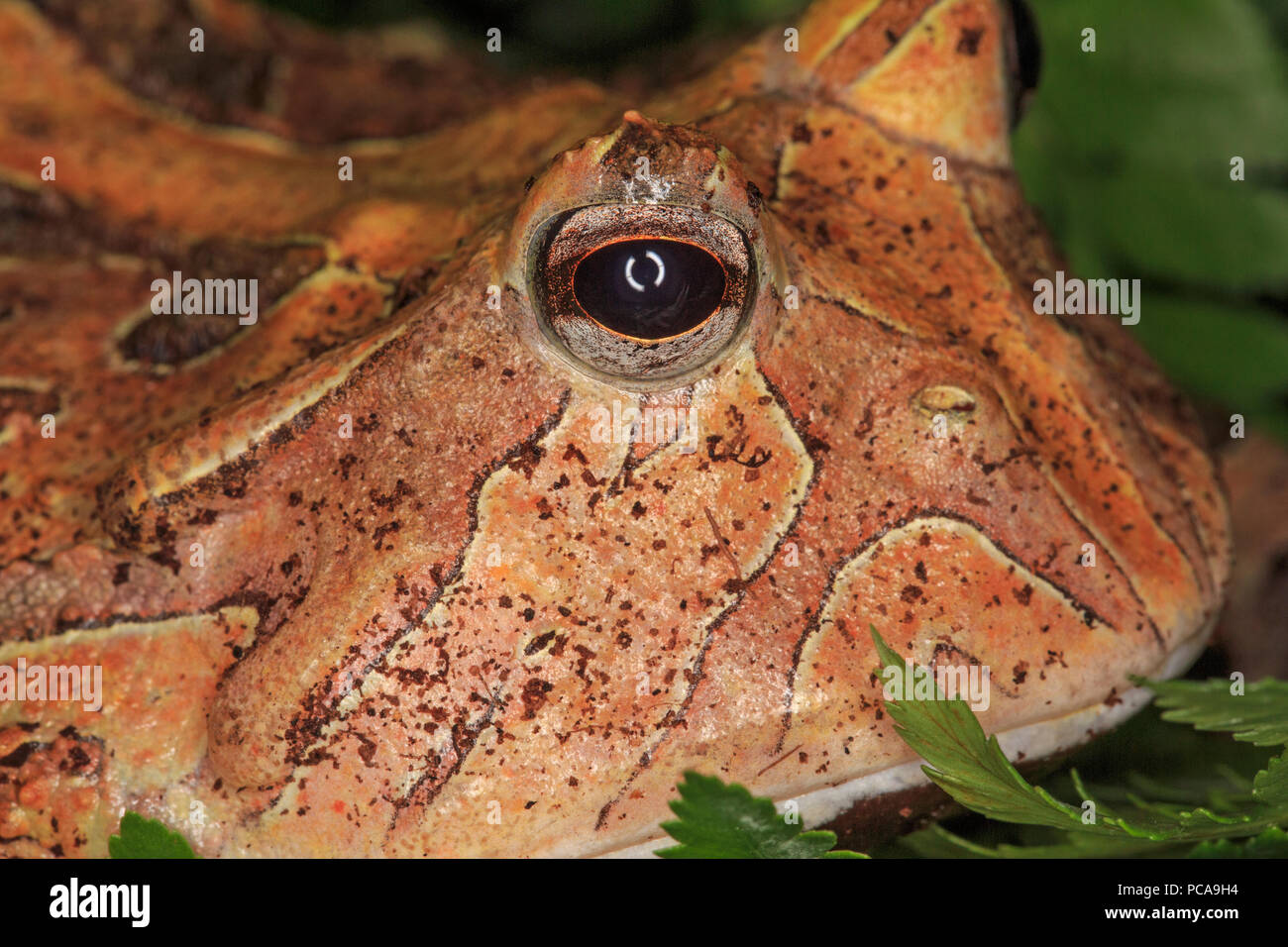 Suriname horned frog (Ceratophrys cornuta Stock Photo - Alamy