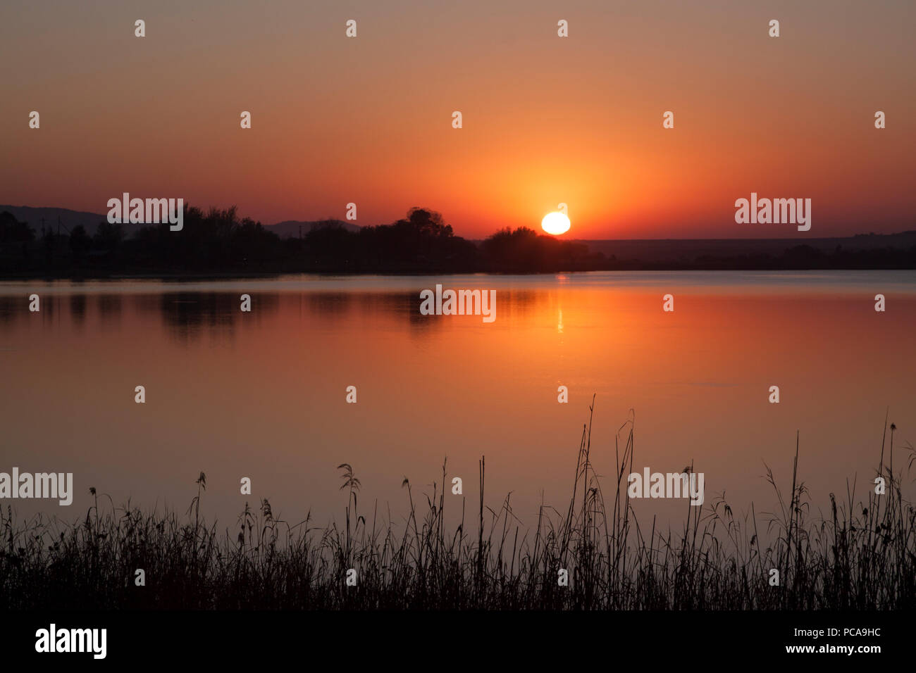 Reeds in dam hi-res stock photography and images - Alamy