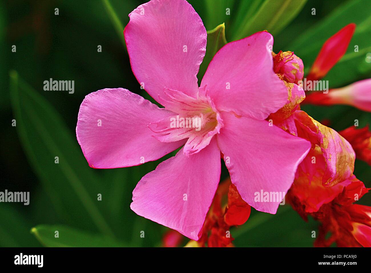 Single blooms hi-res stock photography and images - Alamy