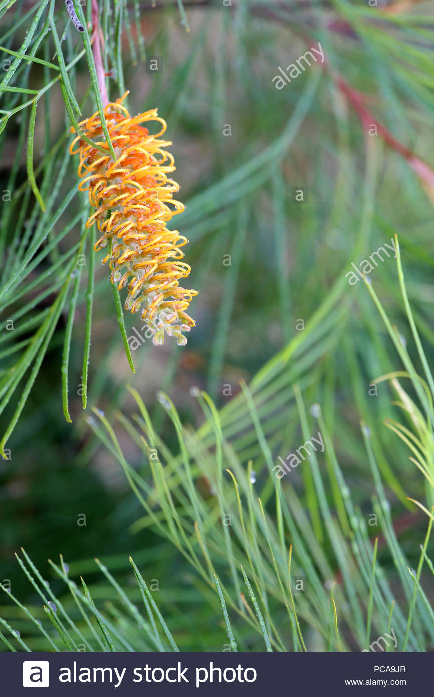Yellow native Australian plant in green reeds Stock Photo - Alamy