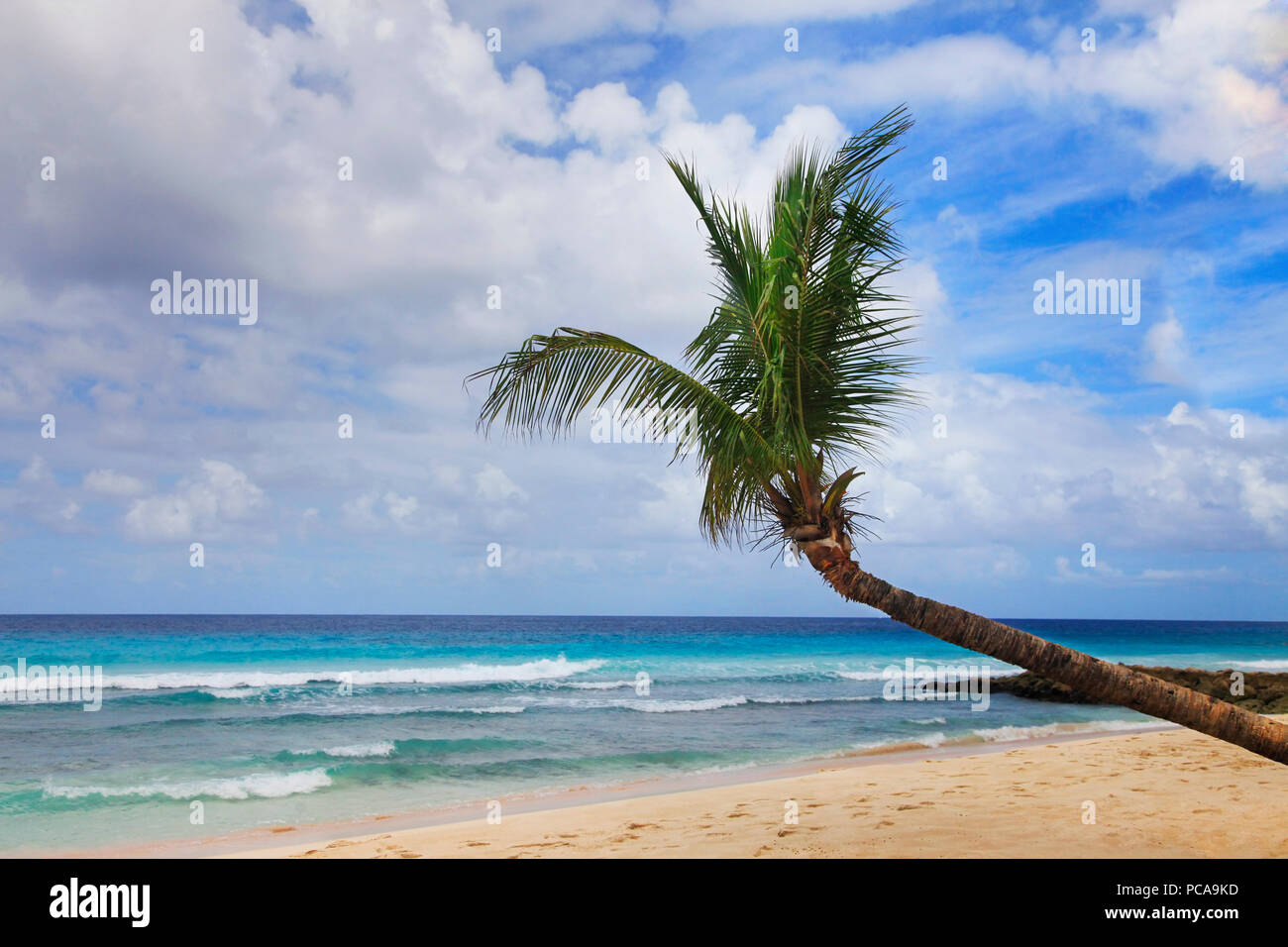 Tropical beach with a palm tree in Barbados Stock Photo - Alamy