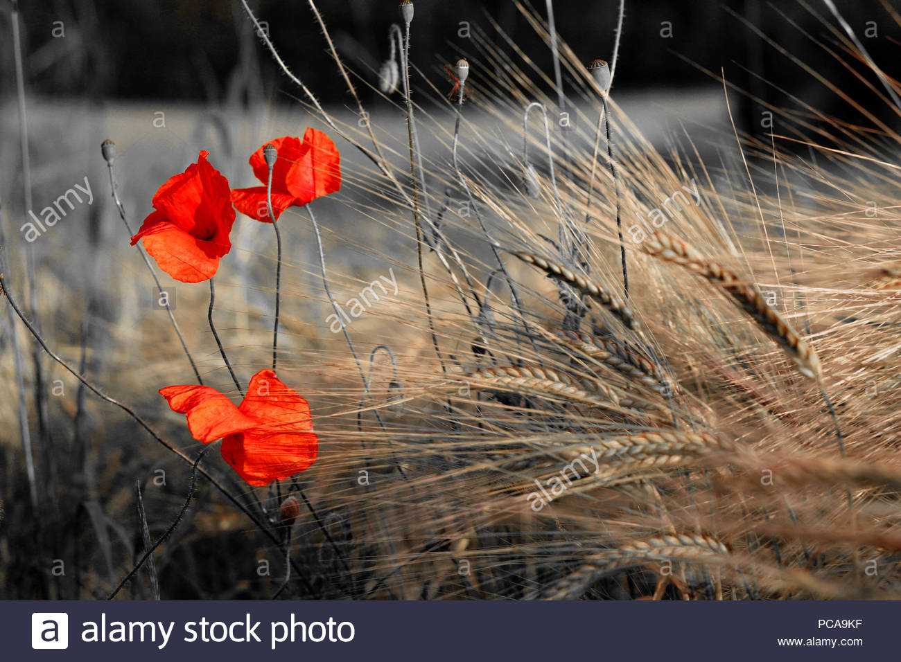Poppies catch the evening light in a field in Bavaria, Germany Stock ...