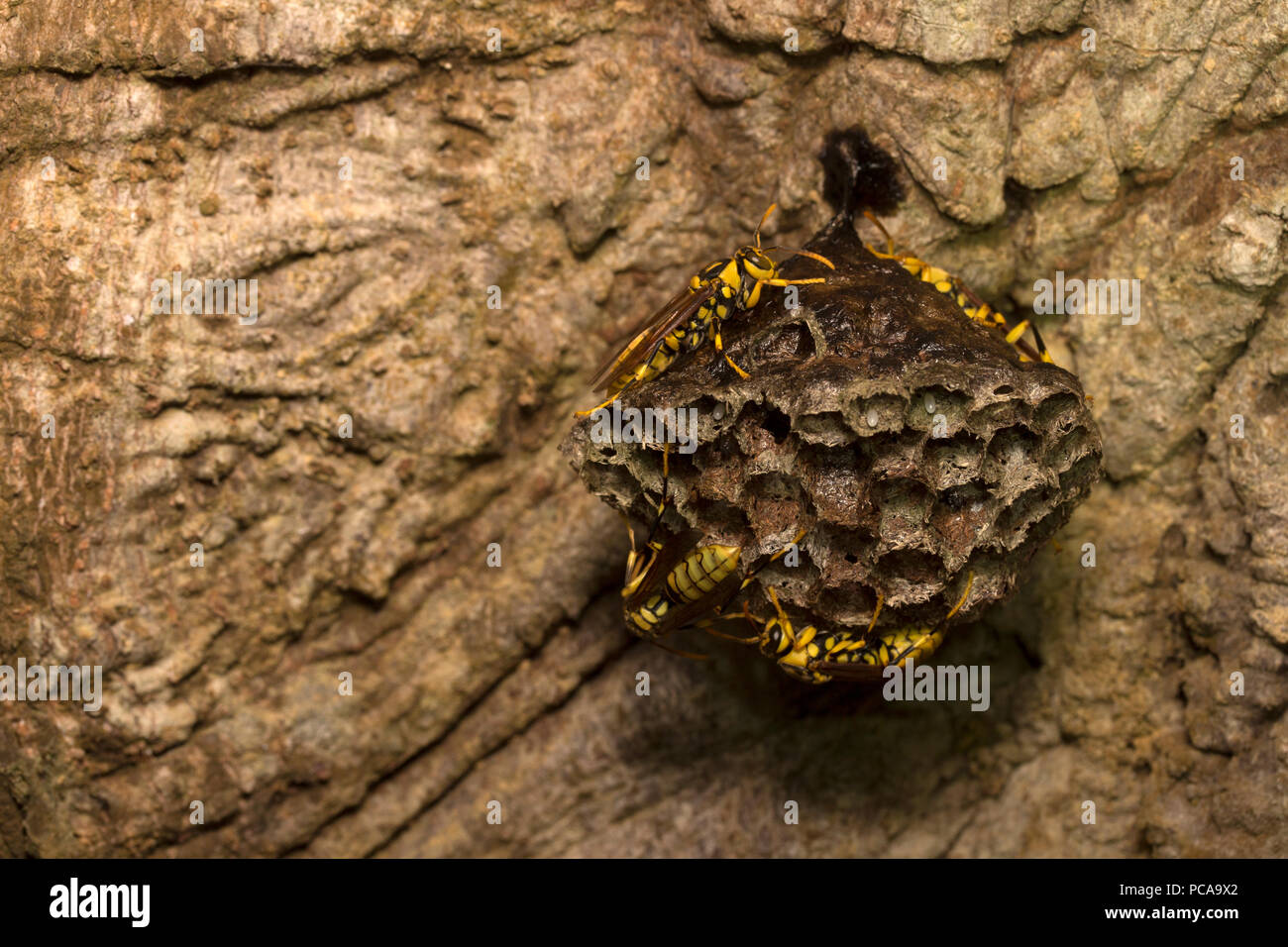 Taiwan Paper wasp building nest of mud Stock Photo - Alamy
