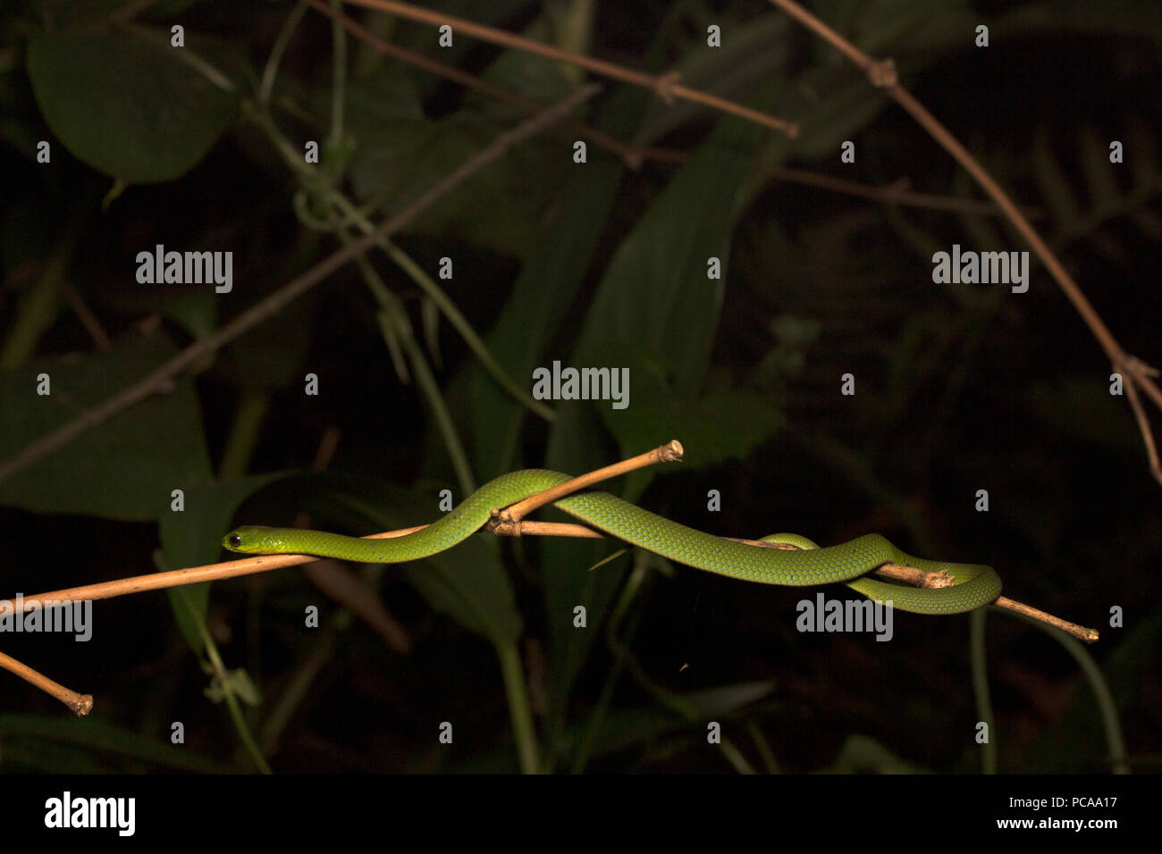 Eggs and dead animals hi-res stock photography and images - Alamy