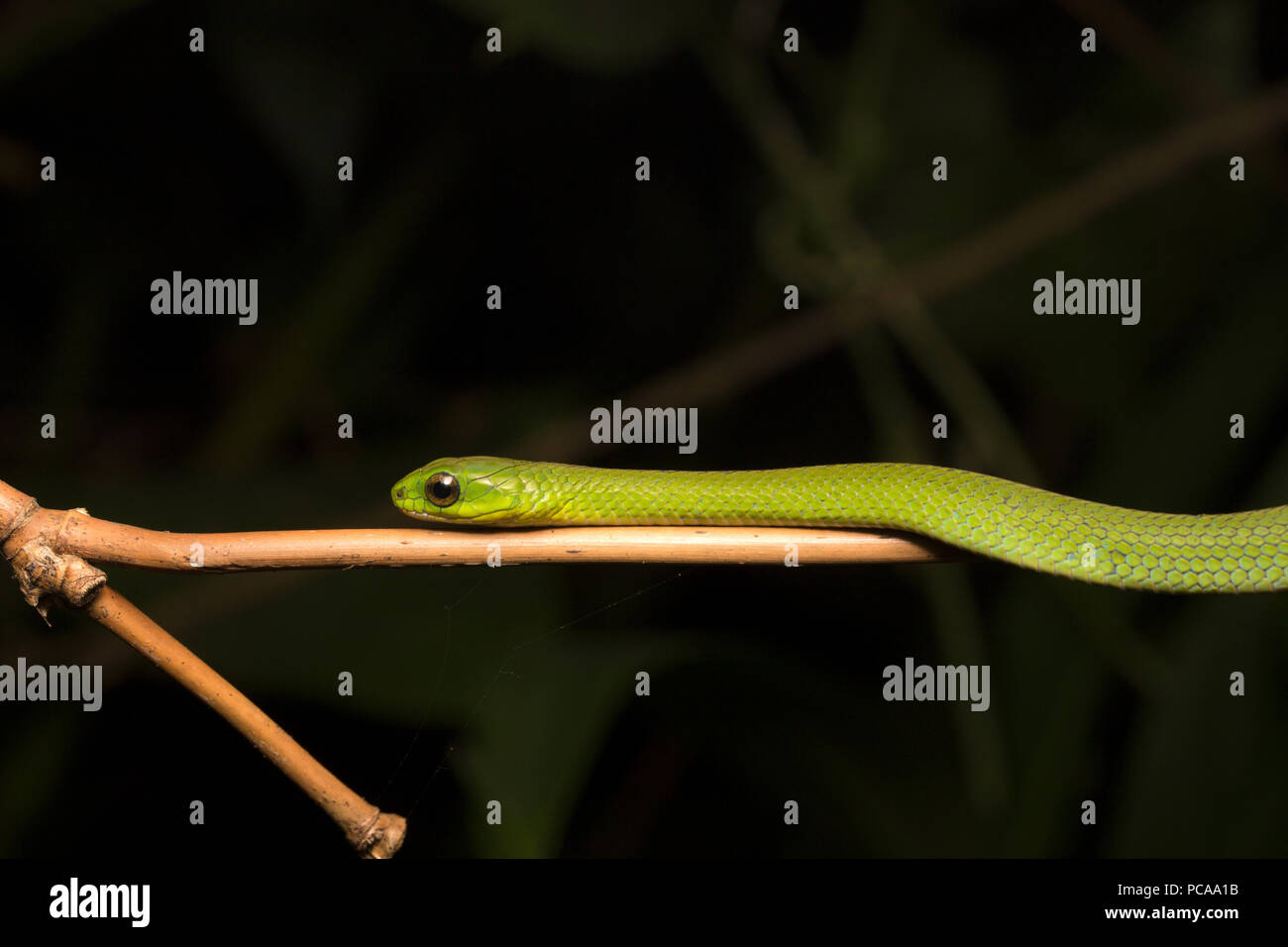 Venomous snakes hong kong hi-res stock photography and images - Alamy