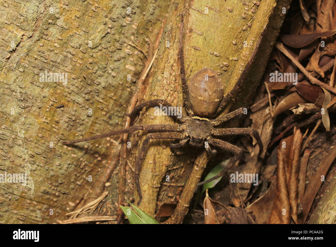 Spider of taiwan hi-res stock photography and images - Alamy