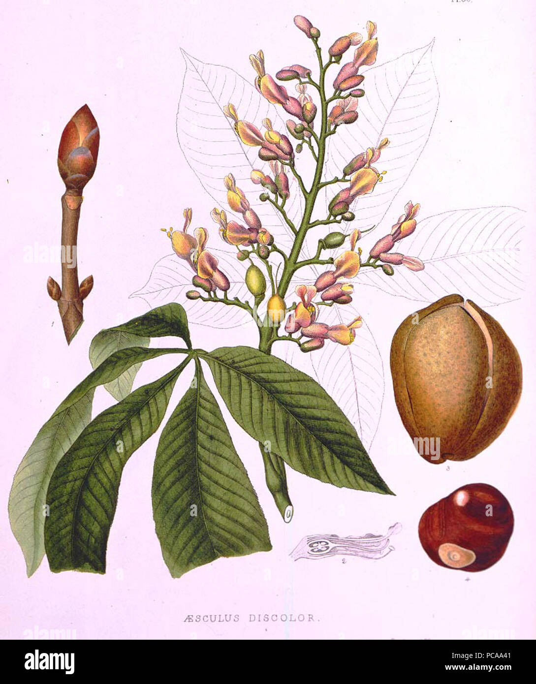 Asa gray hi-res stock photography and images - Alamy