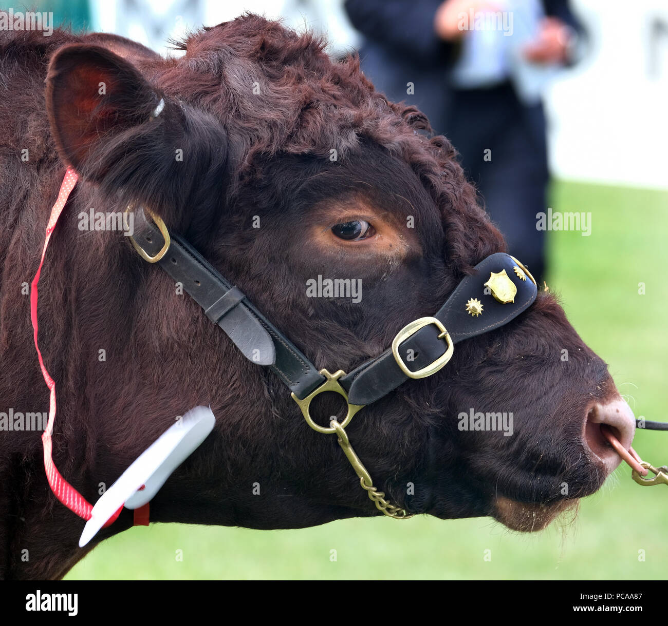 Lincoln red hi-res stock photography and images - Alamy