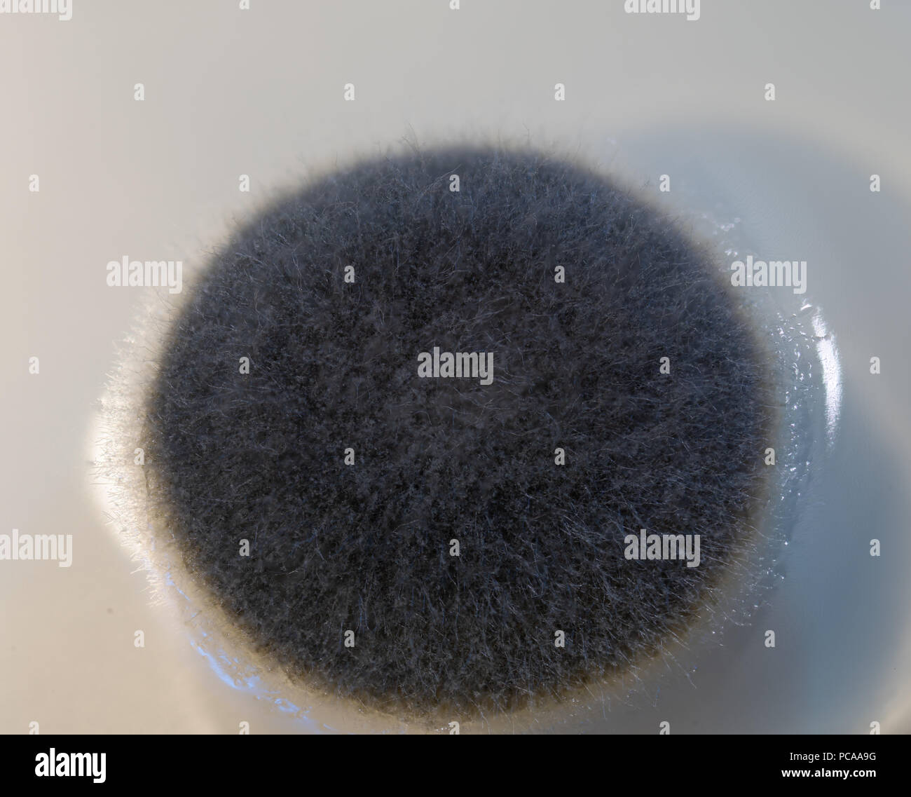 Mold growth hi-res stock photography and images - Alamy