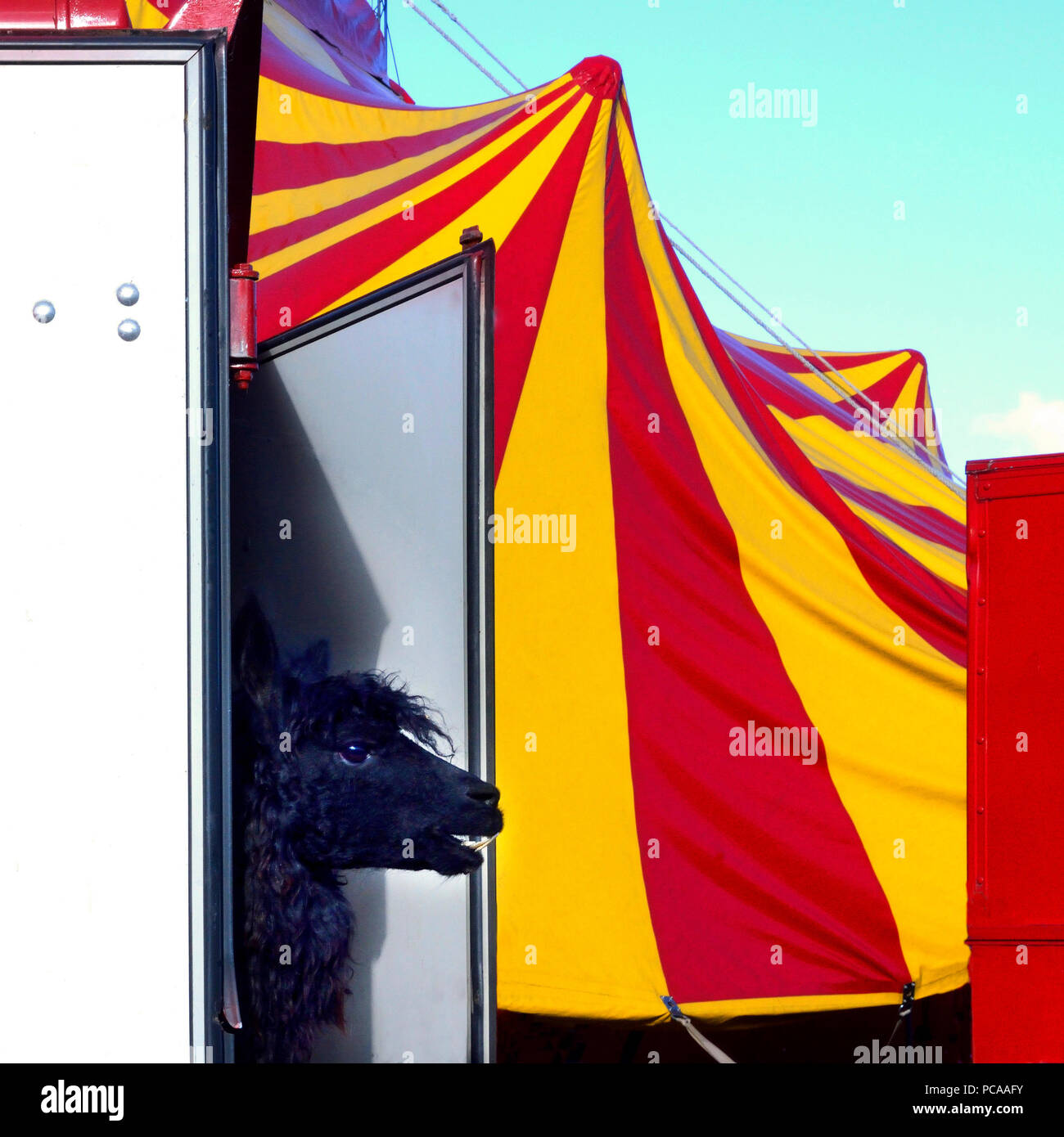 Black lama in a circus Stock Photo - Alamy