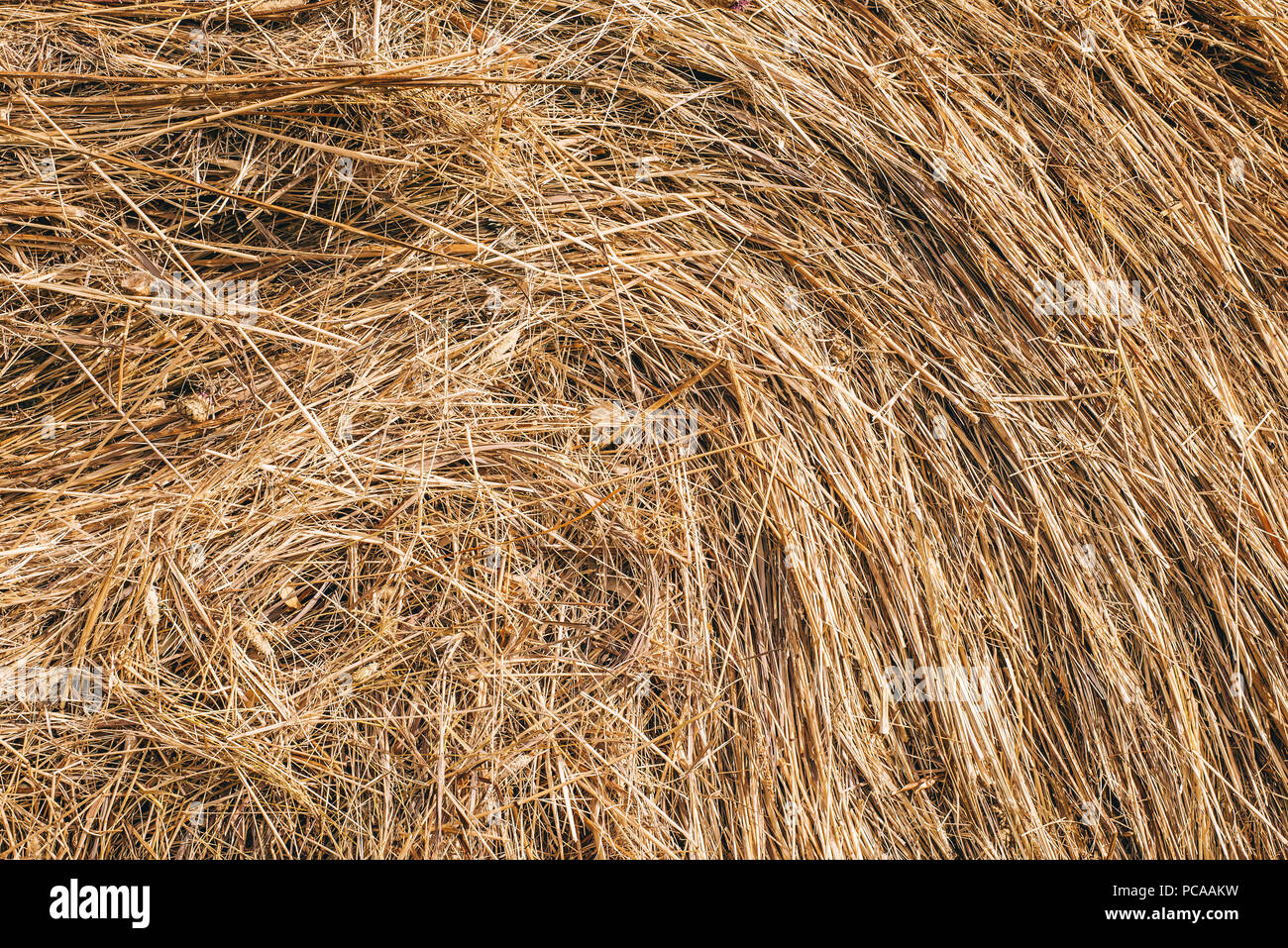 Golden hay background Stock Photo - Alamy