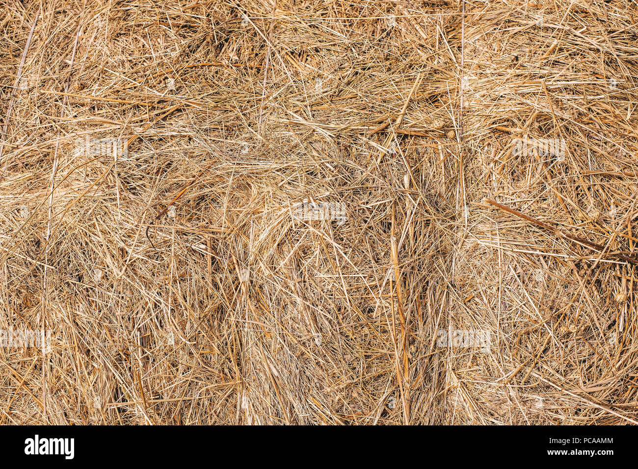 Golden hay background Stock Photo - Alamy