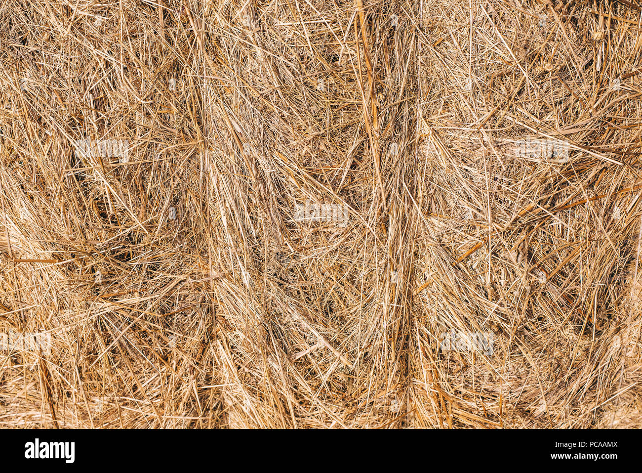Golden hay background Stock Photo - Alamy