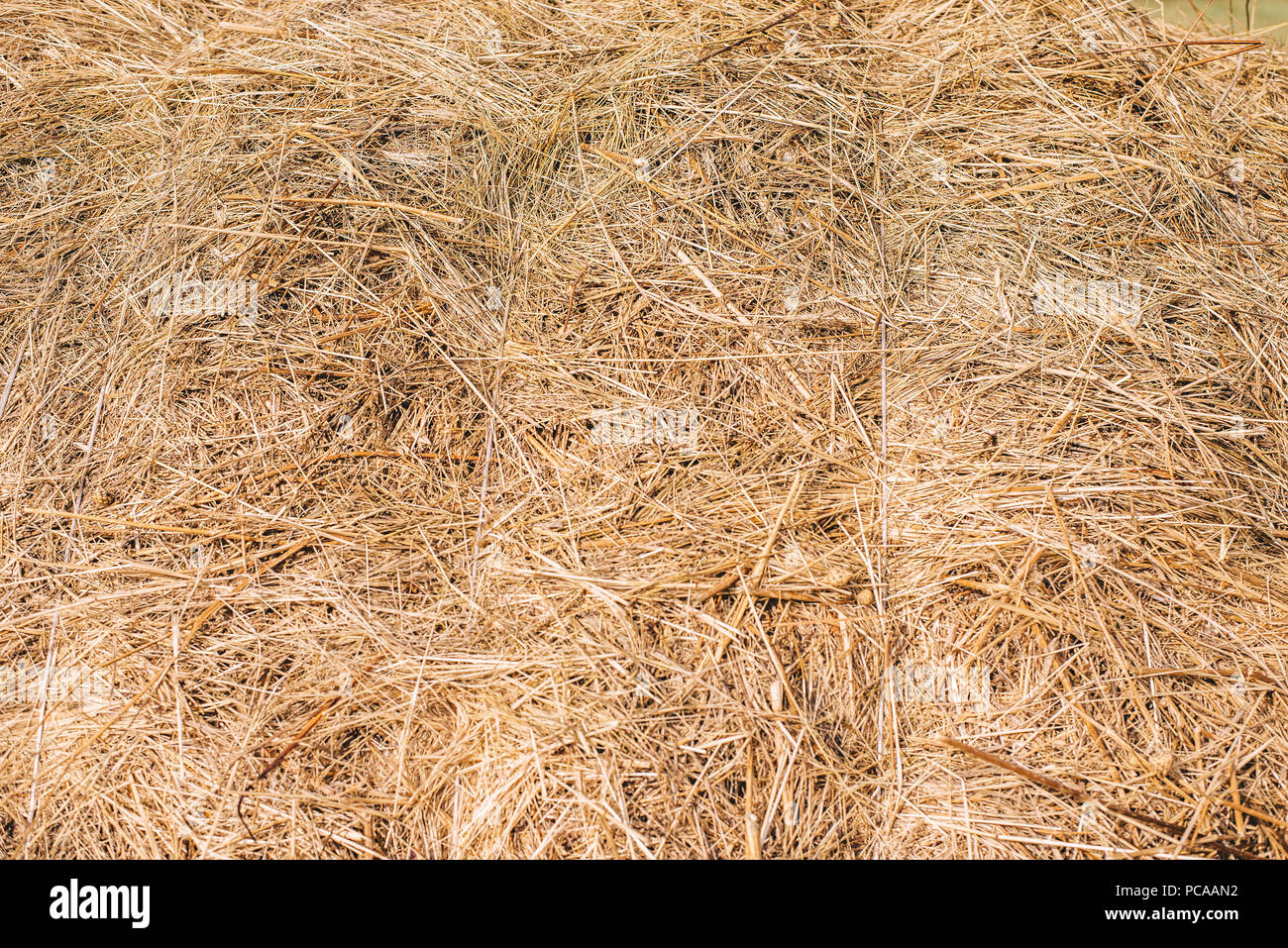 Golden hay background hay, straw, texture yellow Stock Photo - Alamy