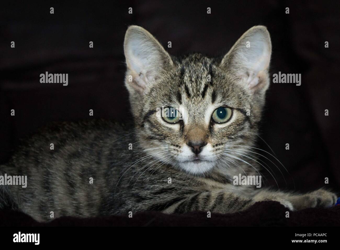 Cute Posing Cat Stock Photo - Alamy
