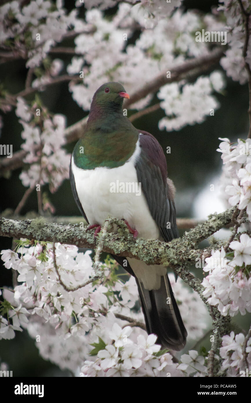 pigeon in tree Stock Photo - Alamy