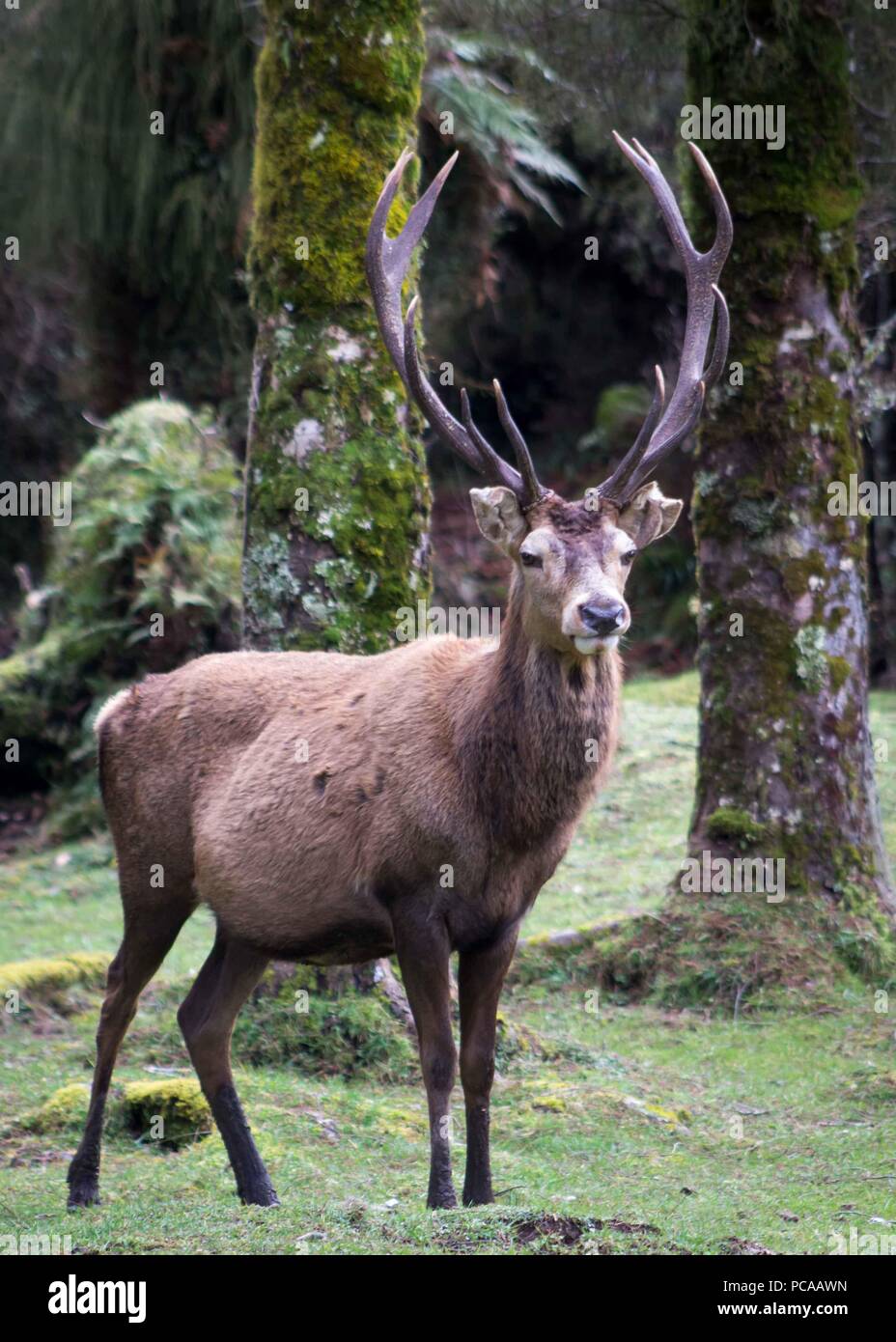 Stags roar hi-res stock photography and images - Alamy