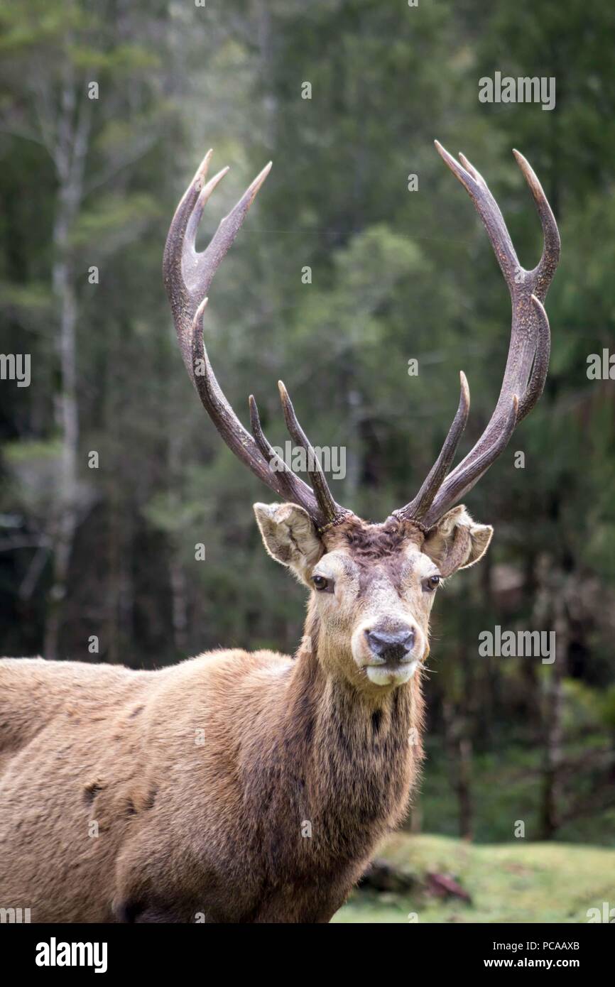 Stags roar hi-res stock photography and images - Alamy