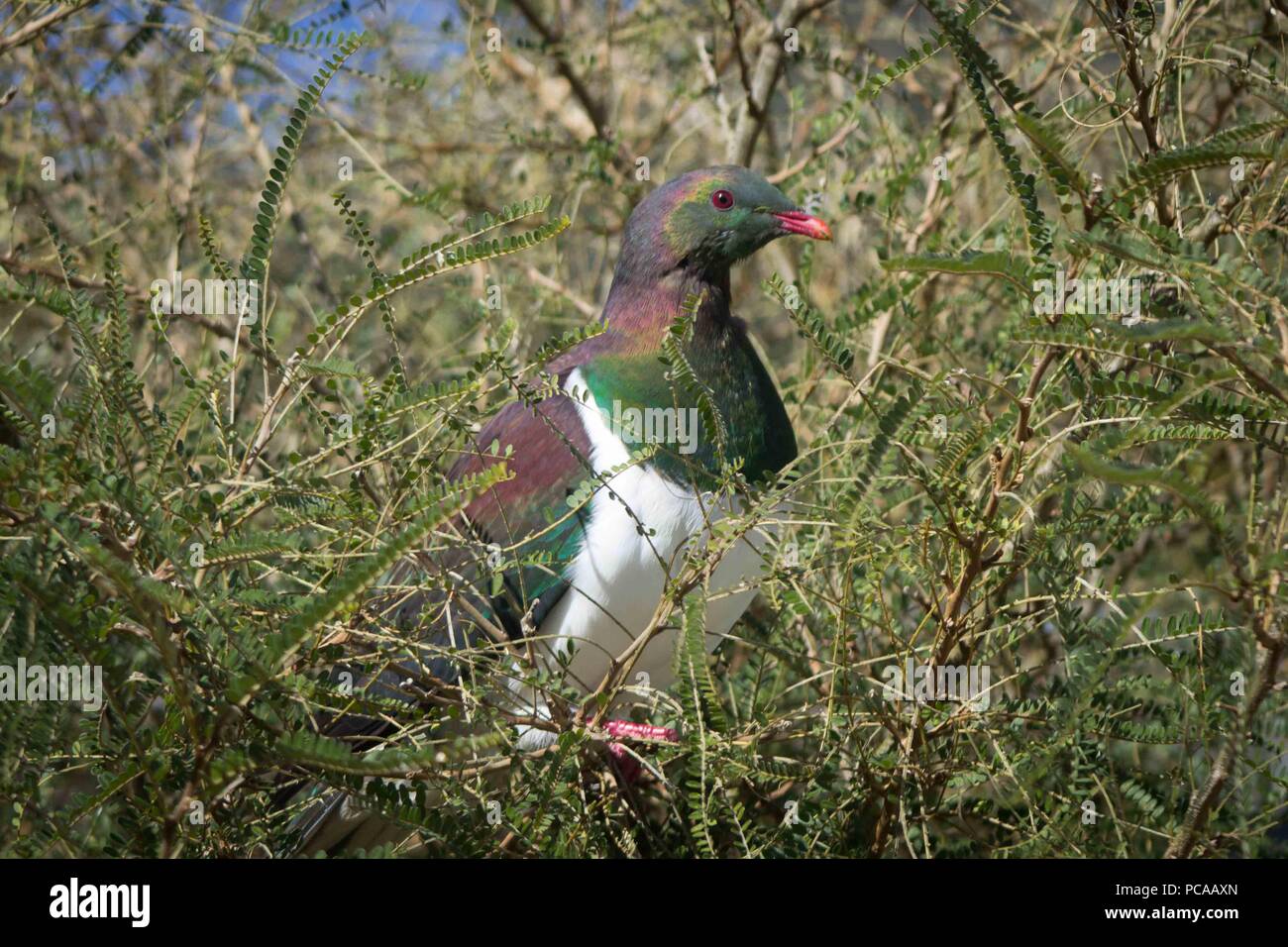 pigeon in tree Stock Photo - Alamy