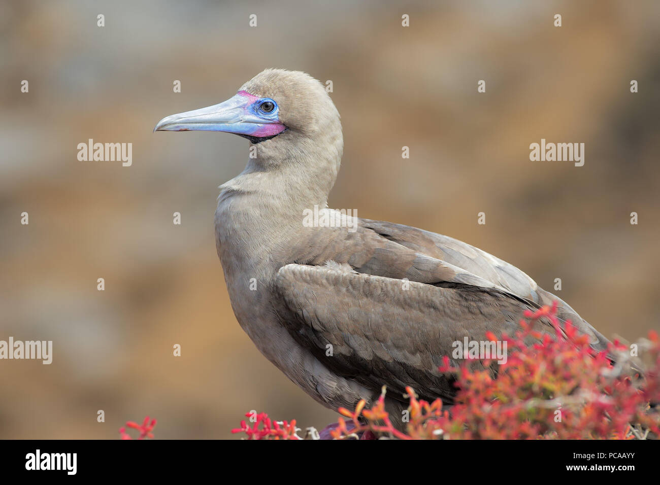Bobby niño hi-res stock photography and images - Alamy