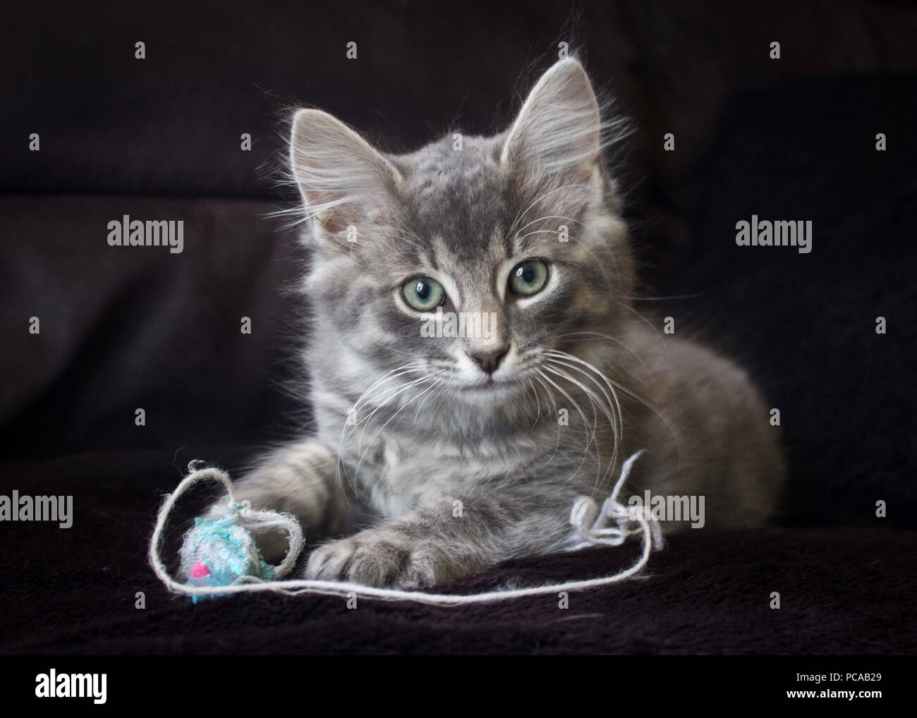 Gorgeous grey hi-res stock photography and images - Alamy