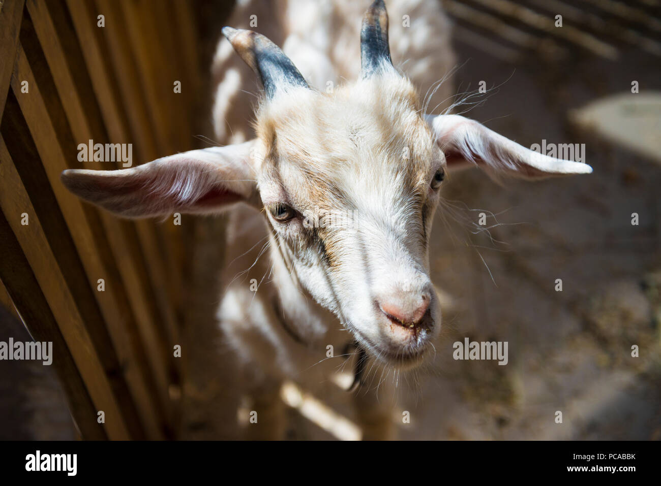Little white goat hi-res stock photography and images - Alamy