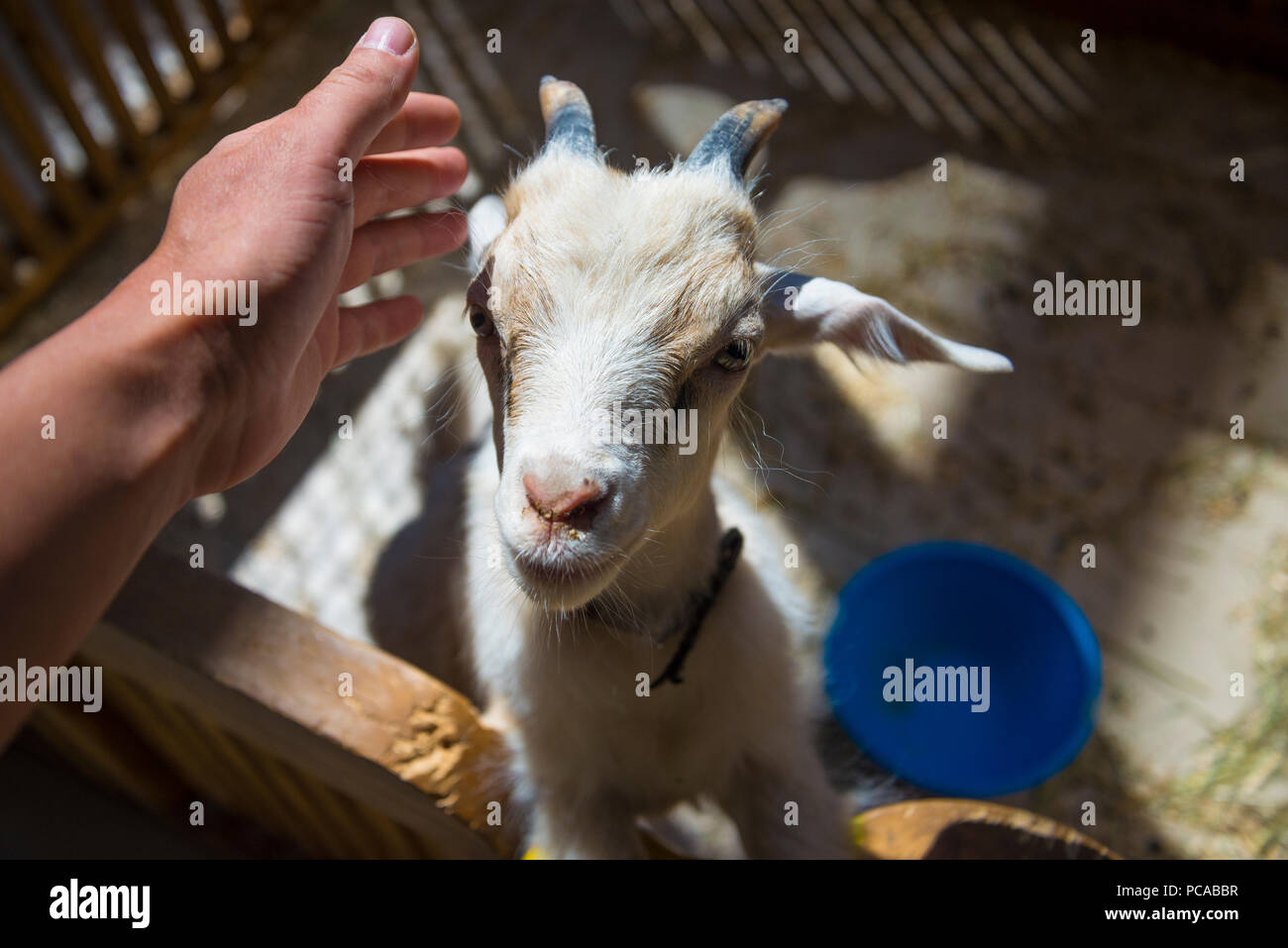 Little white goat hi-res stock photography and images - Alamy