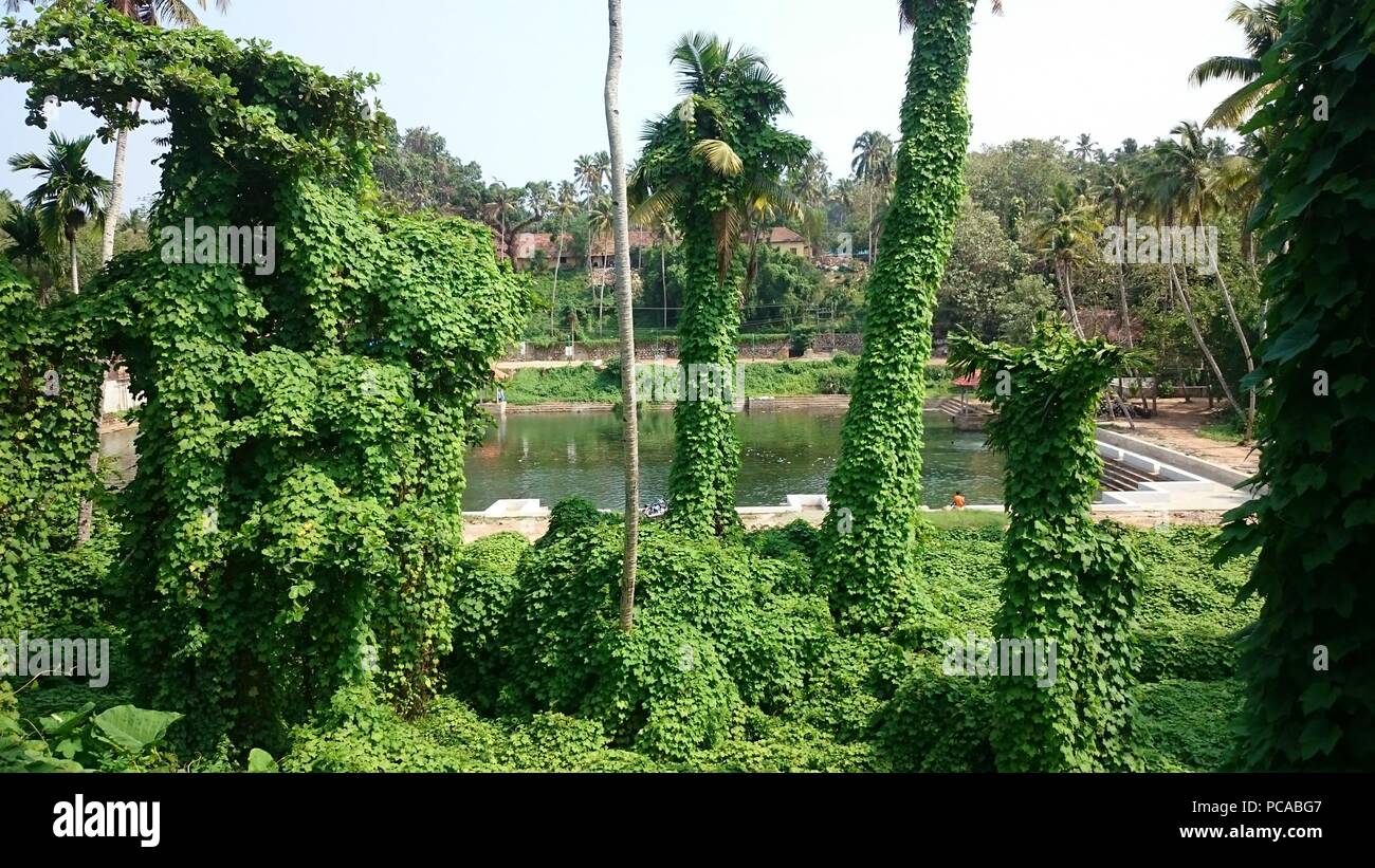 Green Indian jungle in the Varkala Kerala Stock Photo - Alamy