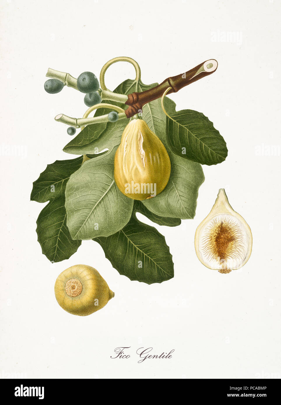 Fig, also known as gentle fig, fig tree leaves, fruit section isolated ...
